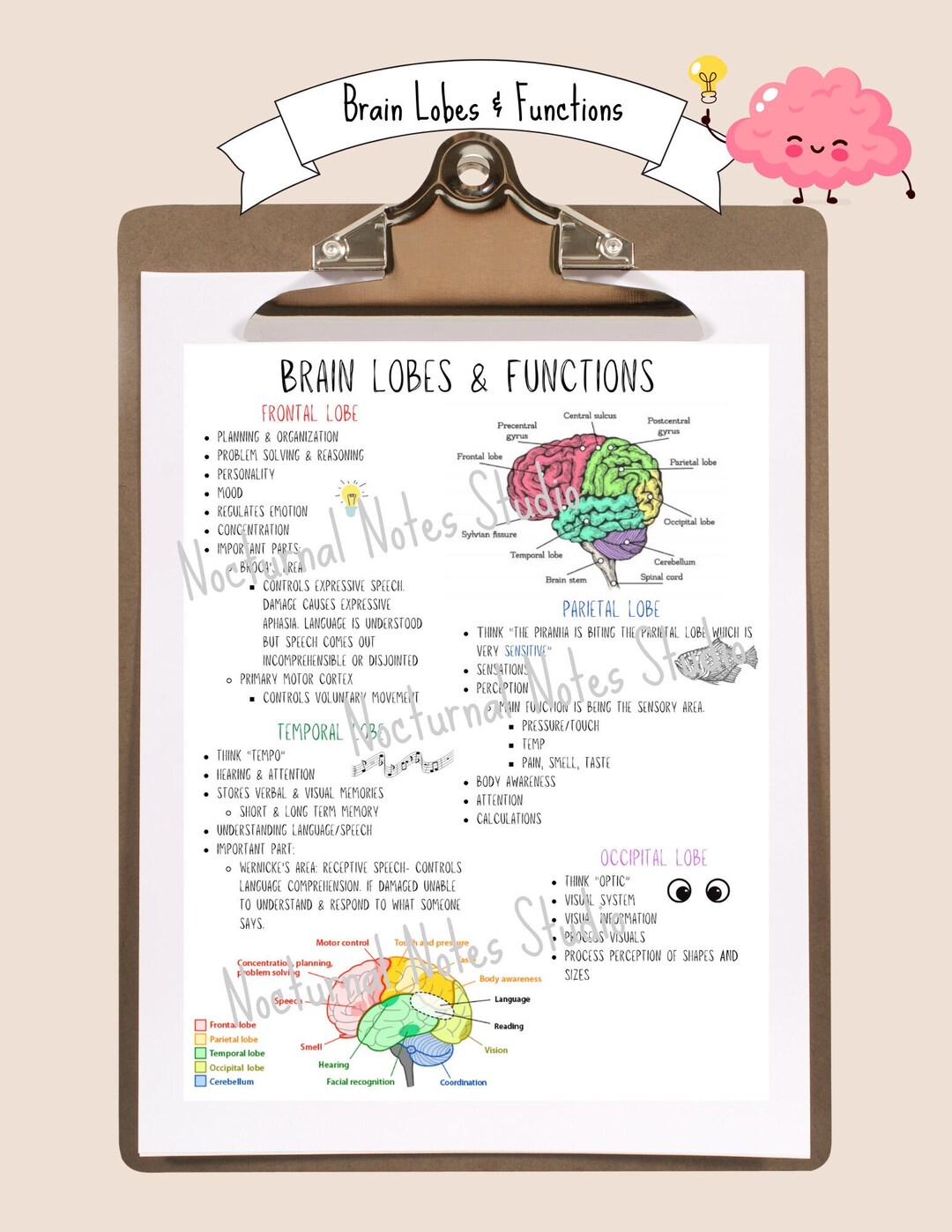 Brain Lobes & Functions, Nursing Template, Nursing Student, Gift for ...
