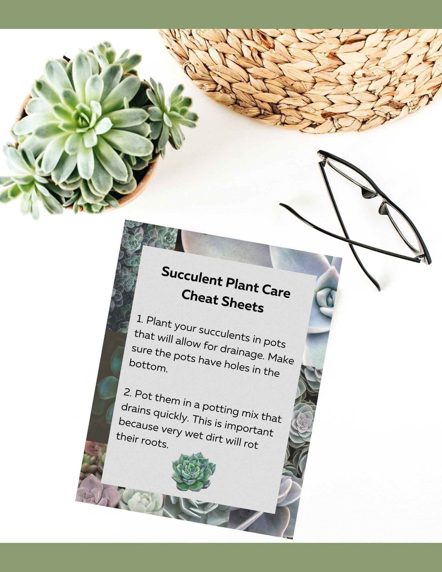 Succulent Plant Care Cheat Sheets for Beginners, Printable Cheat Sheets ...