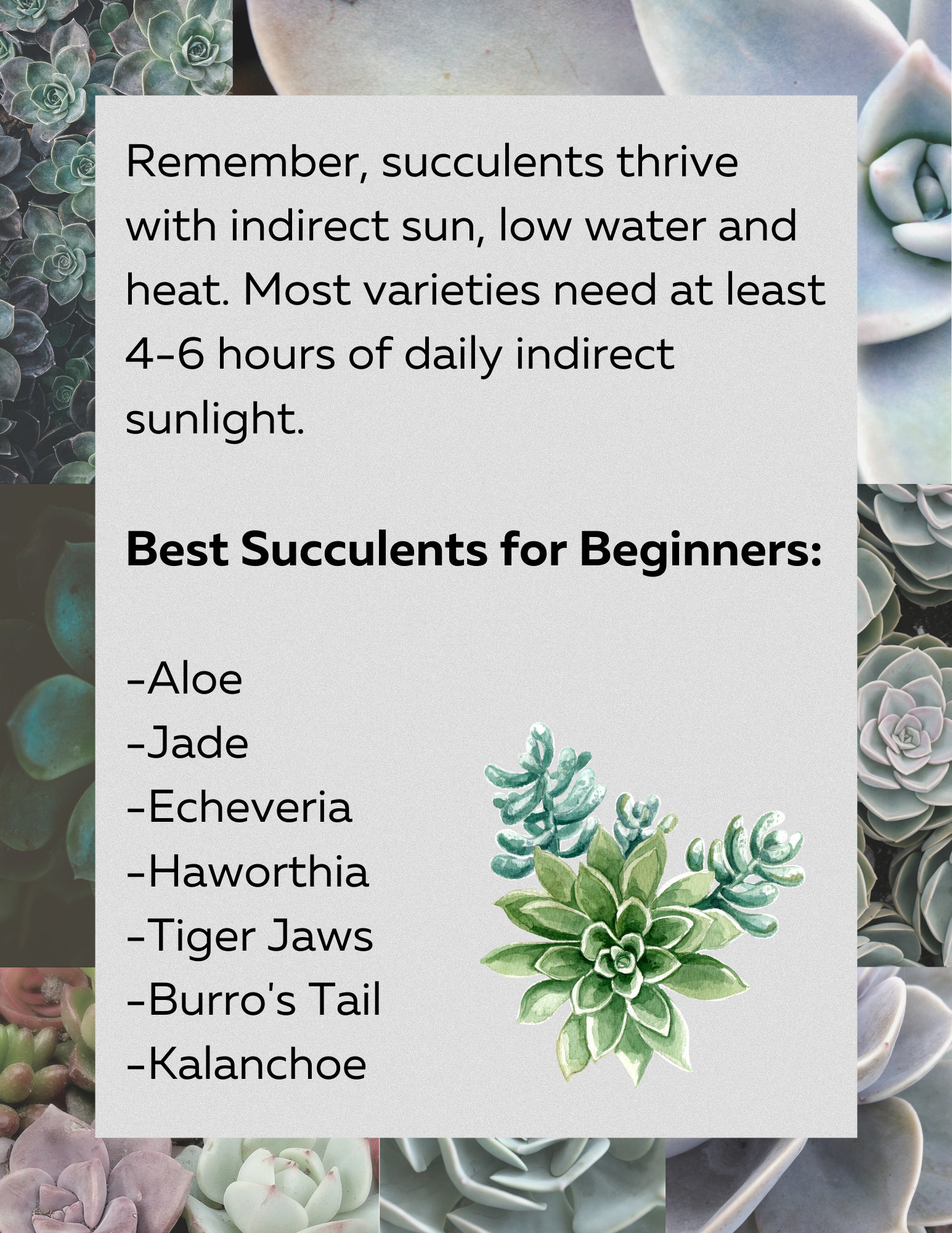 Succulent Plant Care Cheat Sheets for Beginners, Printable Cheat Sheets ...