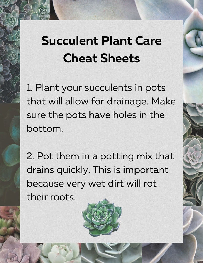 Succulent Plant Care Cheat Sheets for Beginners, Printable Cheat Sheets ...