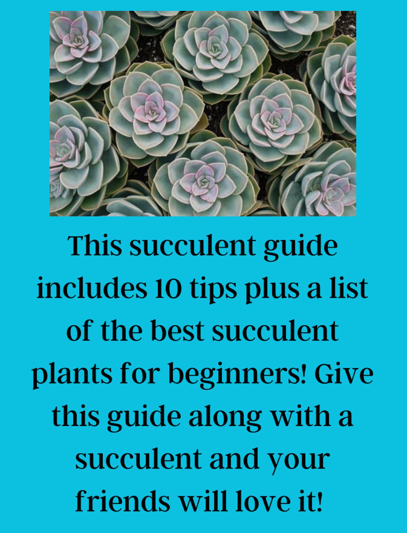 Succulent Plant Care Cheat Sheets for Beginners, Printable Cheat Sheets ...