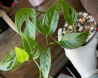 Monstera Adansonii Narrow Form Cuttings - Etsy