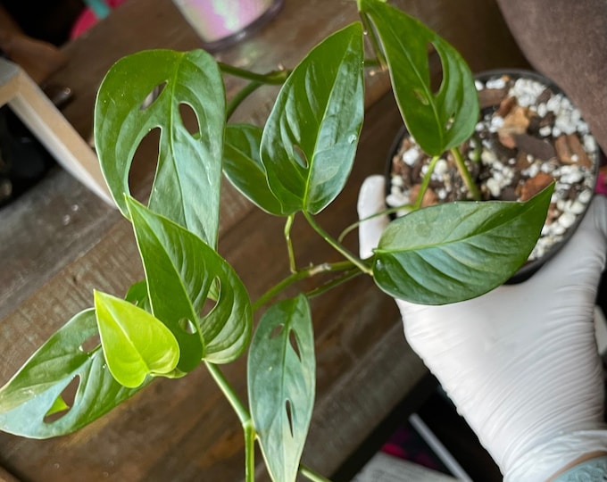 Monstera Adansonii Narrow Form 4-5” Pot - Etsy