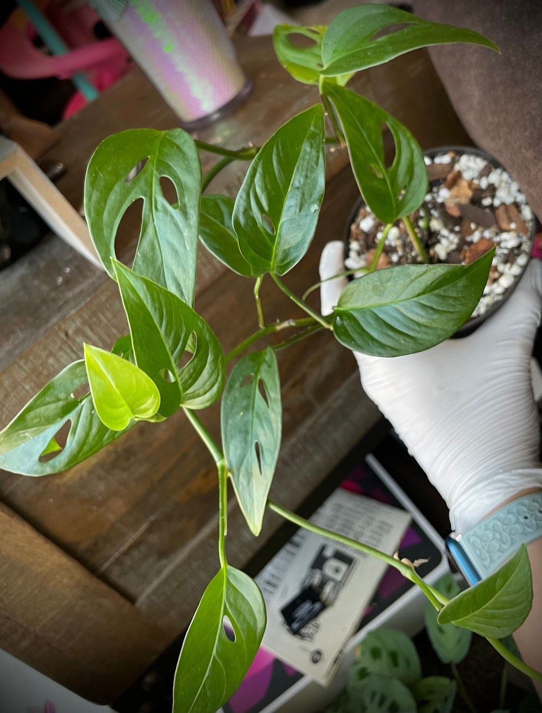 Monstera Adansonii Narrow Form 4-5” Pot - Etsy