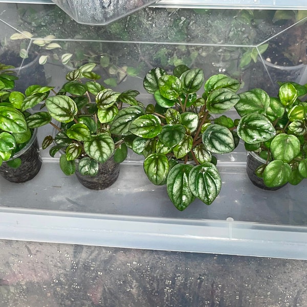Watermelon Peperomia Plant - Etsy