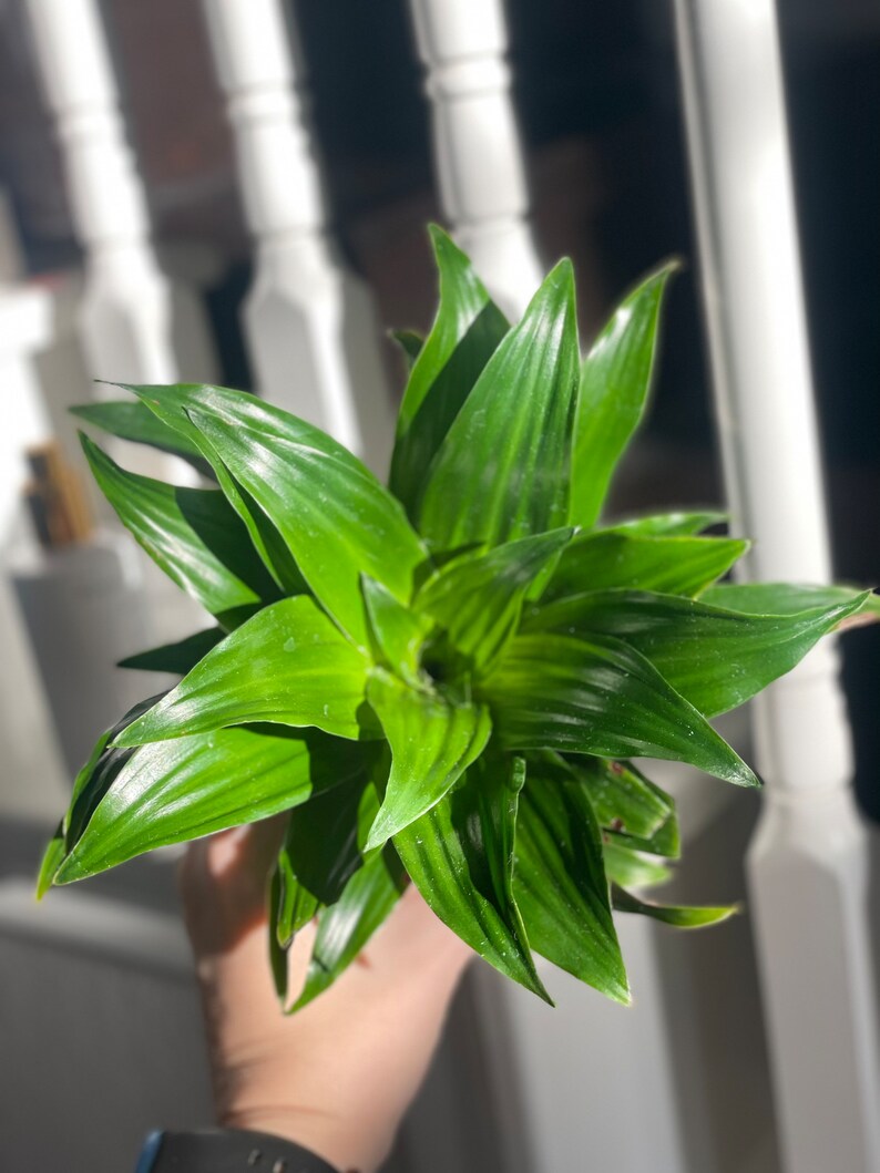 Dracaena Fragrans janet Craig Compacta - Etsy