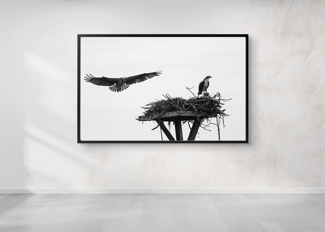 Black & White Osprey Mid-flight Photo Print, Digital Photo Print, Bird ...