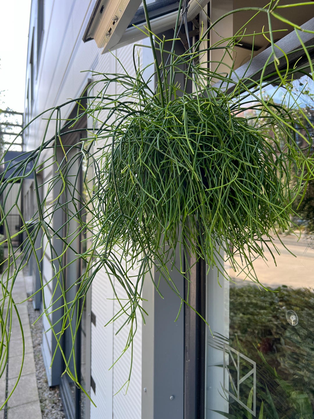 Rhipsalis Baccifera 'oasis' AKA Mistletoe Cactus R.cassutha17cm Hanging ...