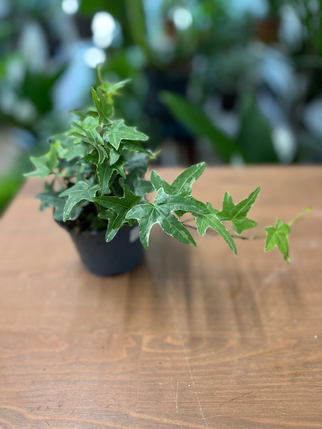 Hedera Helix English Ivy 6cm Pot - Etsy UK