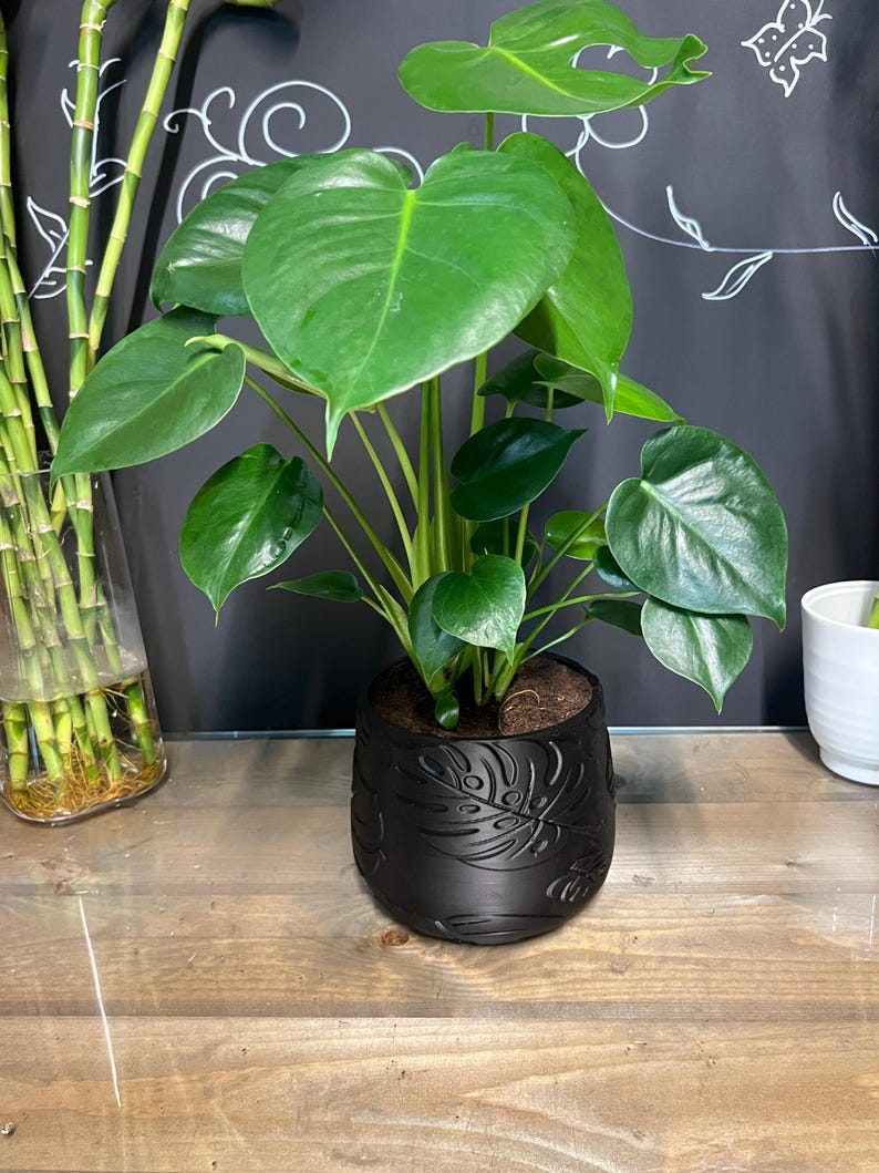 Monstera Deliciosa in 3d-printed Designer Pot - Etsy UK