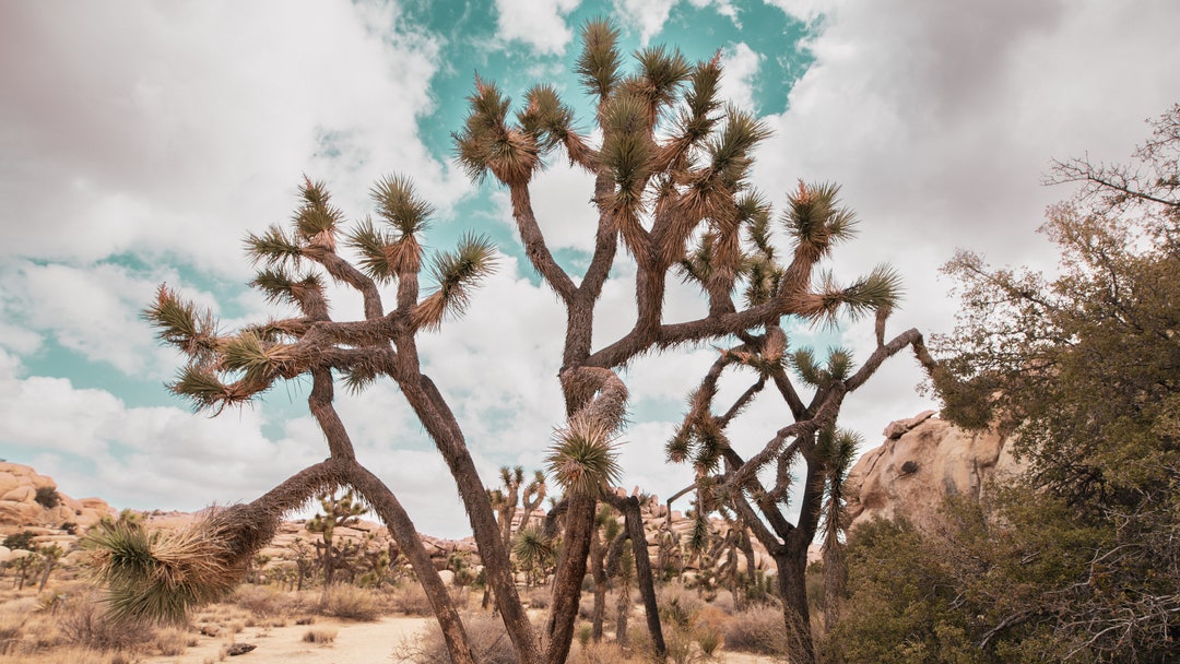 Joshua Tree, Digital Print, BOHO, Desert, California, Western Wall Art ...