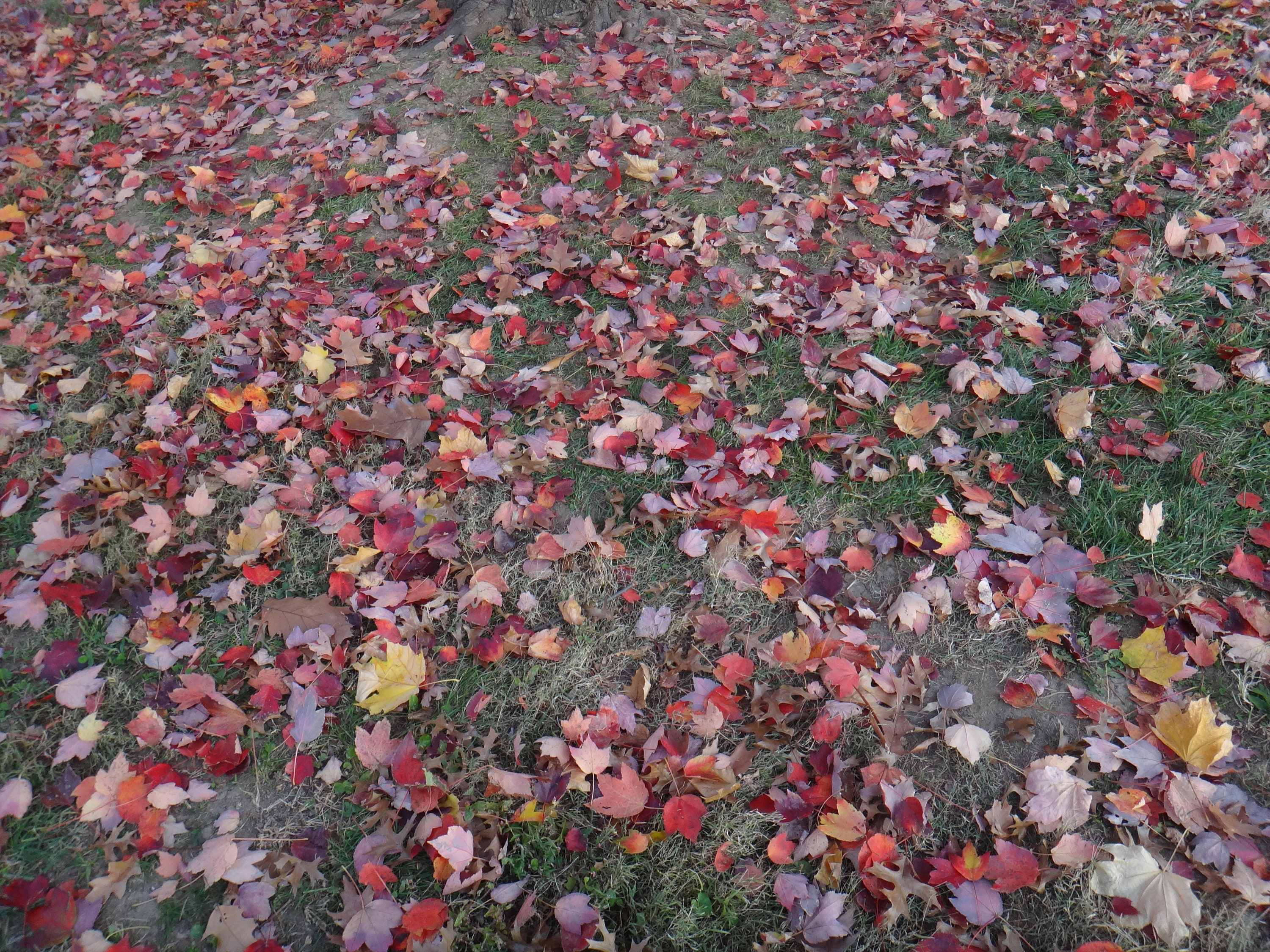 Leaf Red Print - Etsy