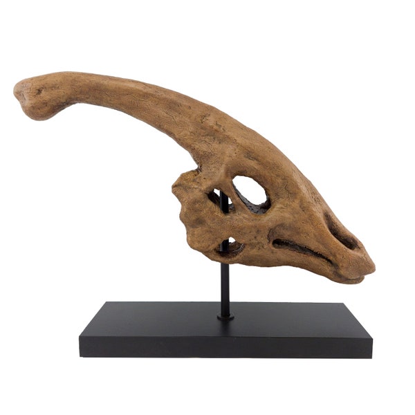 Parasaurolophus Fossil - Etsy