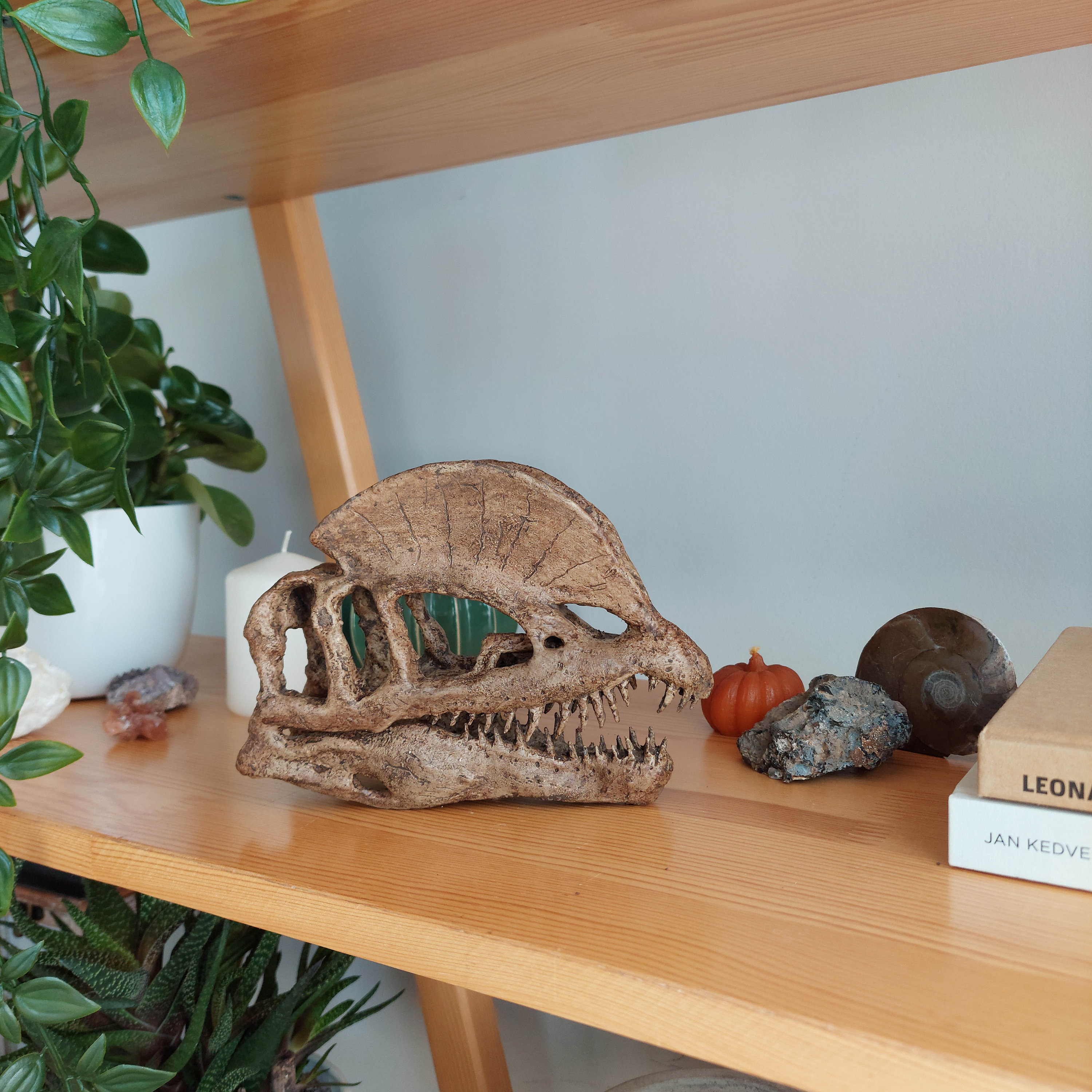 Dilophosaurus Skull | Museum Quality Sculpture | Dinosaur Fossil ...