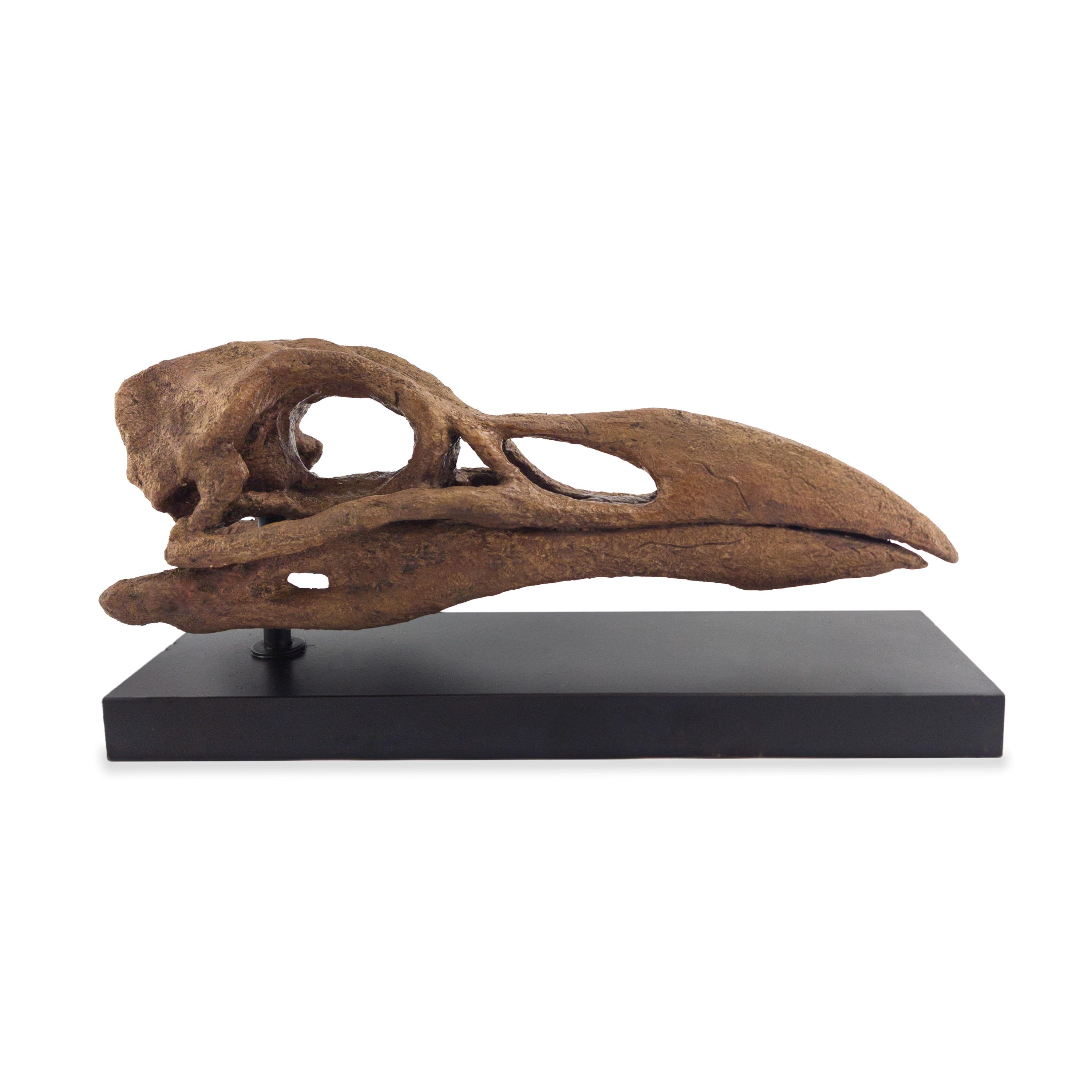 Handmade Great Auk Skull Sculpture | Museum Quality Fossil Model ...