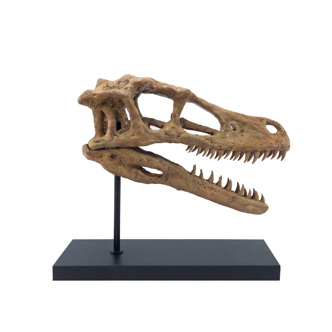 Velociraptor Skull | Fossil-themed Collectible Sculpture | Wooden Stand ...