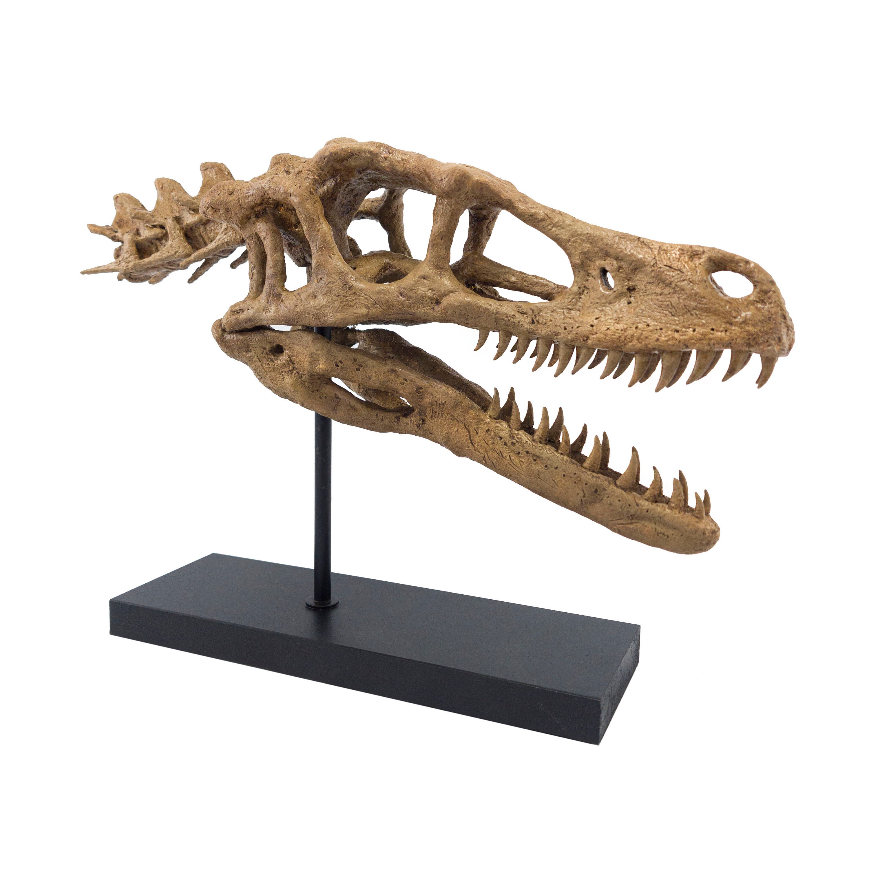 Velociraptor Skull With Neck | Fossil-themed Collectible Sculpture ...
