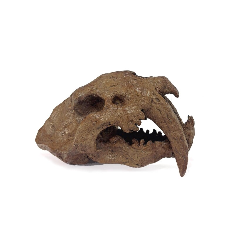 Smilodon Skull | Saber-tooth | Museum Quality Sculpture | Dinosaur ...
