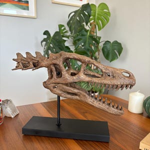 Velociraptor Skull With Neck | Fossil-themed Collectible Sculpture ...