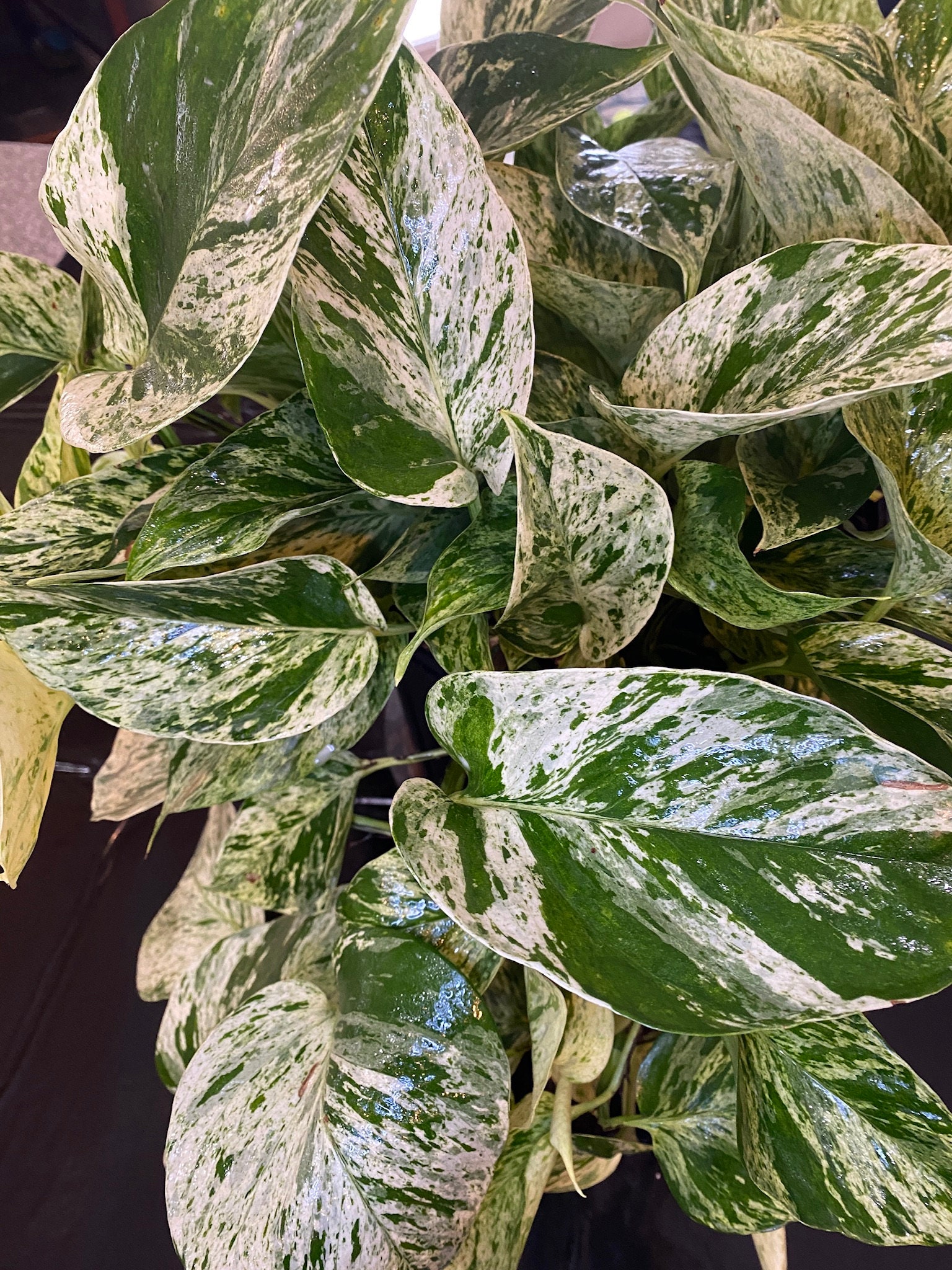 Marble Queen Pothos Cuttings (3) - Etsy
