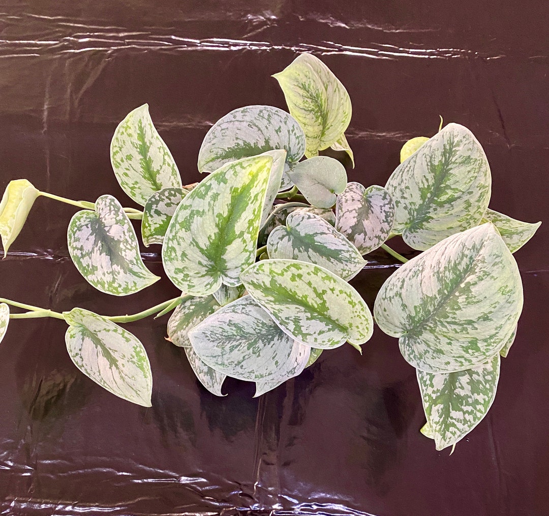 Silver Splash Pothos Cuttings (3) - Etsy