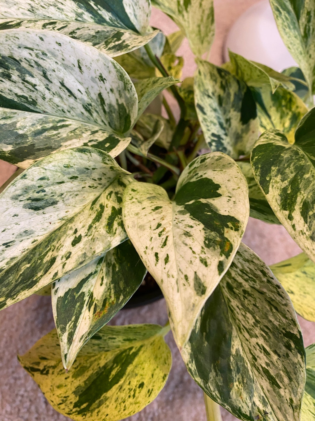 Snow Queen Pothos Cuttings (3) - Etsy