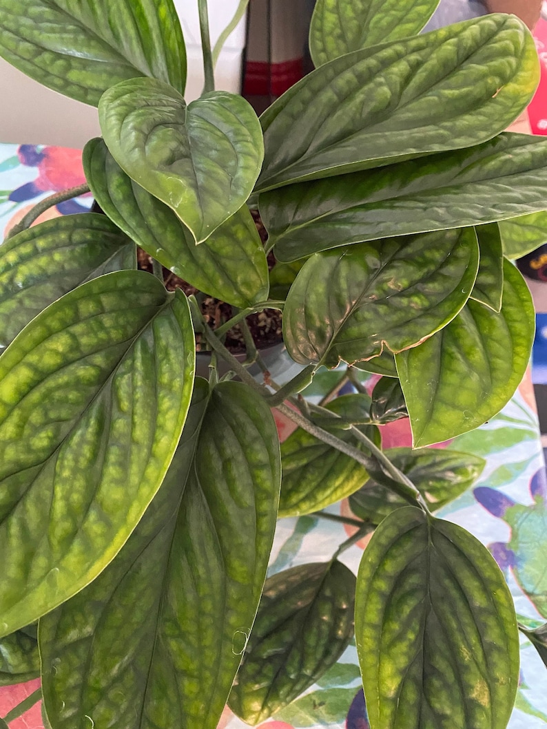 Monstera Green Galaxy Sometimes Called Peru Cuttings 2 - Etsy