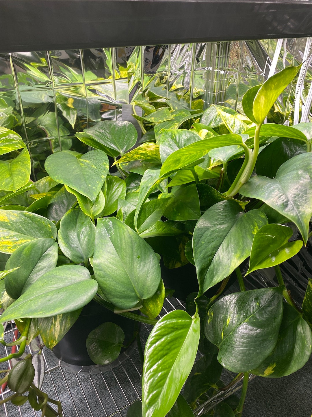 Golden Pothos Starts Cluster With Roots (5) - Etsy