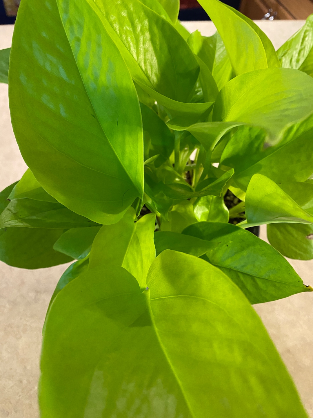 Neon Pothos Clusters of Starts (3) - Etsy