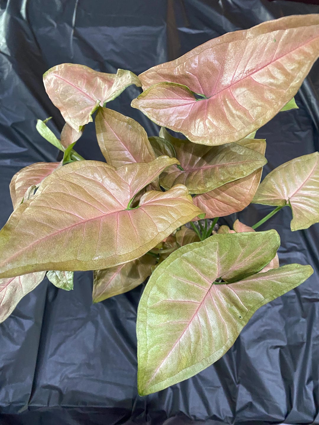 Strawberry Milkshake Clusters 2 Cuttings - Etsy
