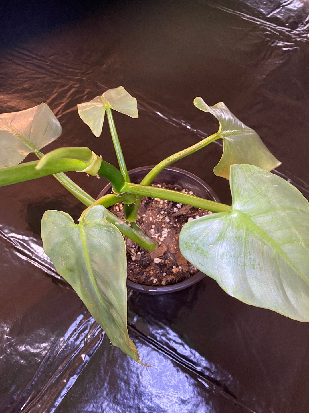 Philodendron Silver Sword Cutting - Etsy