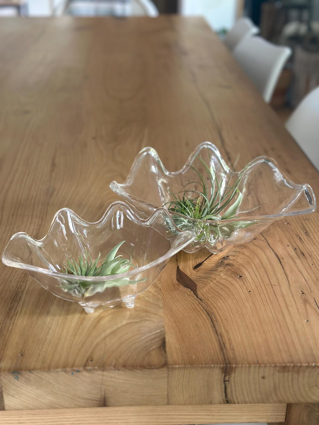 Vintage Acrylic Clam Shell Bowls Set of 4 Clear Lucite Giant Clam Shell ...