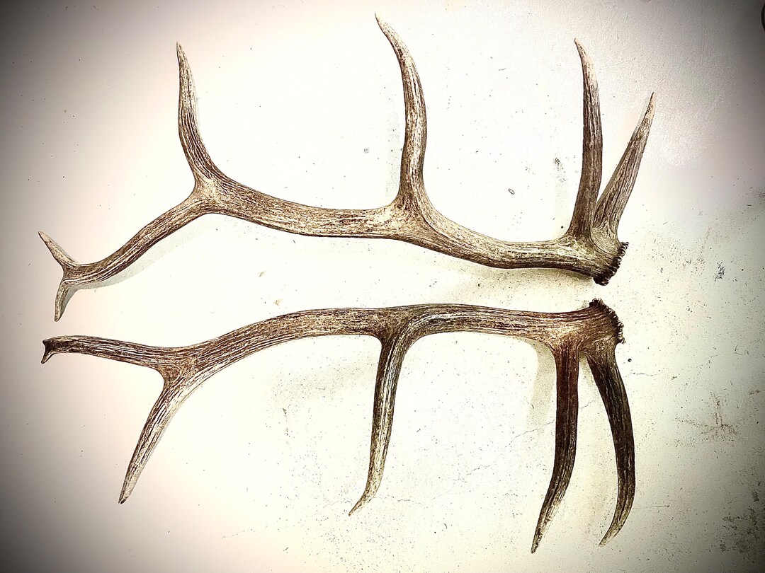 Trophy Elk Antler Set Trophy Antler Matching Set Very Rare Matching ...