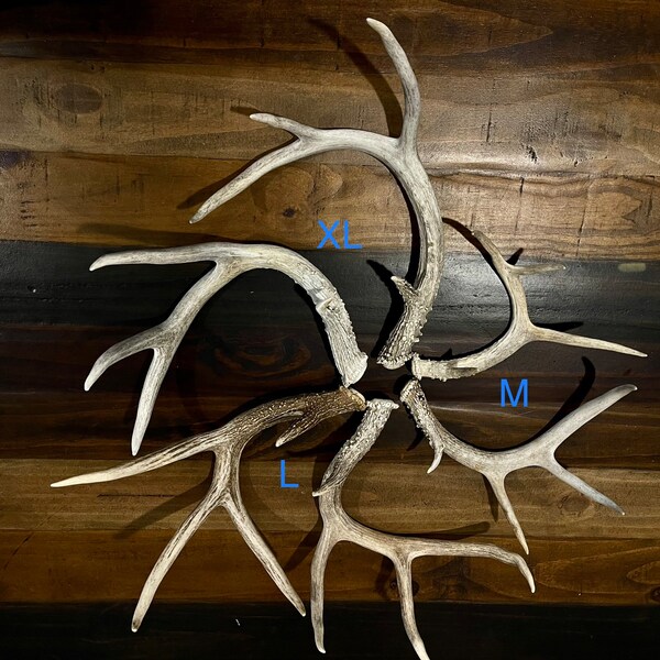 Deer Antler Decor - Etsy