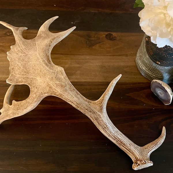 Fallow Deer Antler - Etsy