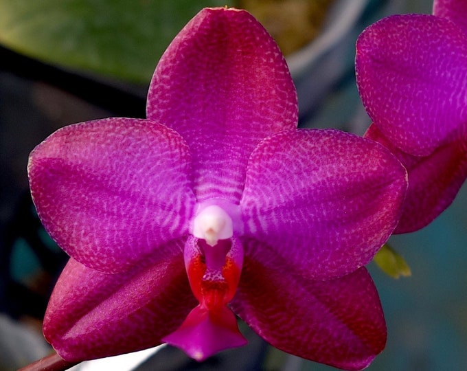 Phalaenopsis Tying Shin Golden Queen X Ld's Bear Queen - 1.7" Small ...