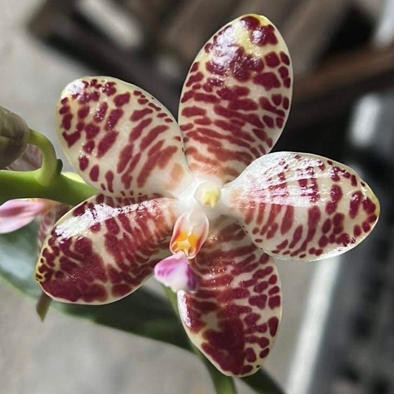 ArdentOrchids - Etsy
