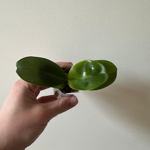 Phalaenopsis Tying Shin Golden Queen X Ld's Bear Queen 1.7 Small Plants ...