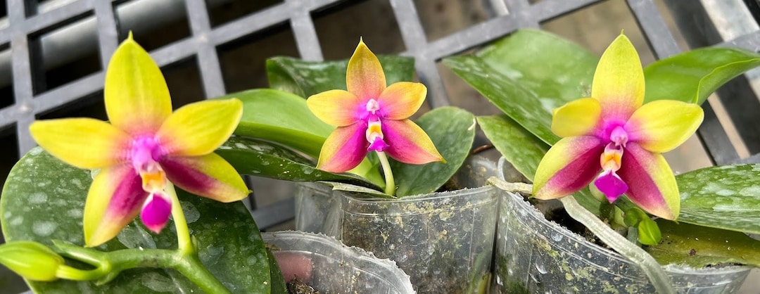 Phalaenopsis Summer Dance Queen LAST PLANT With Spike - Etsy