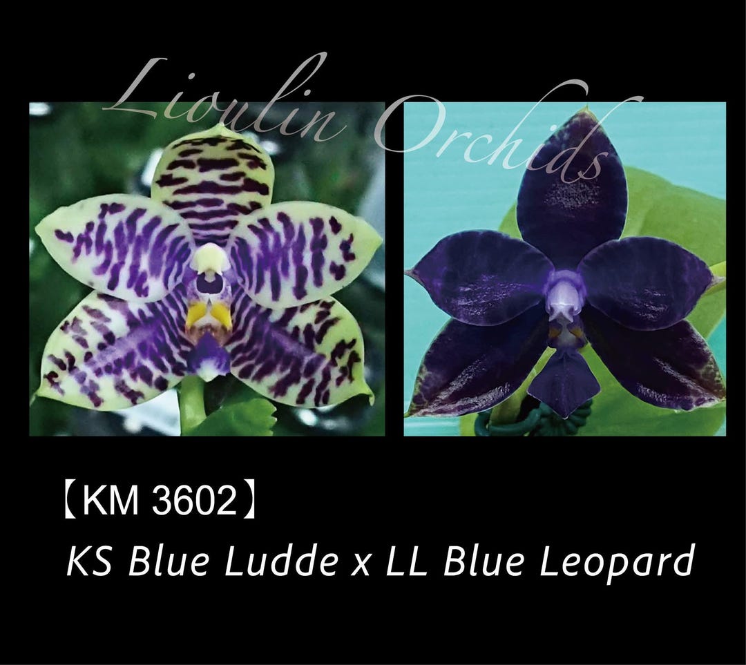Phal. KS Blue Ludde X Phal. LL Blue Leopard - 1.7" Seed Grown - Etsy