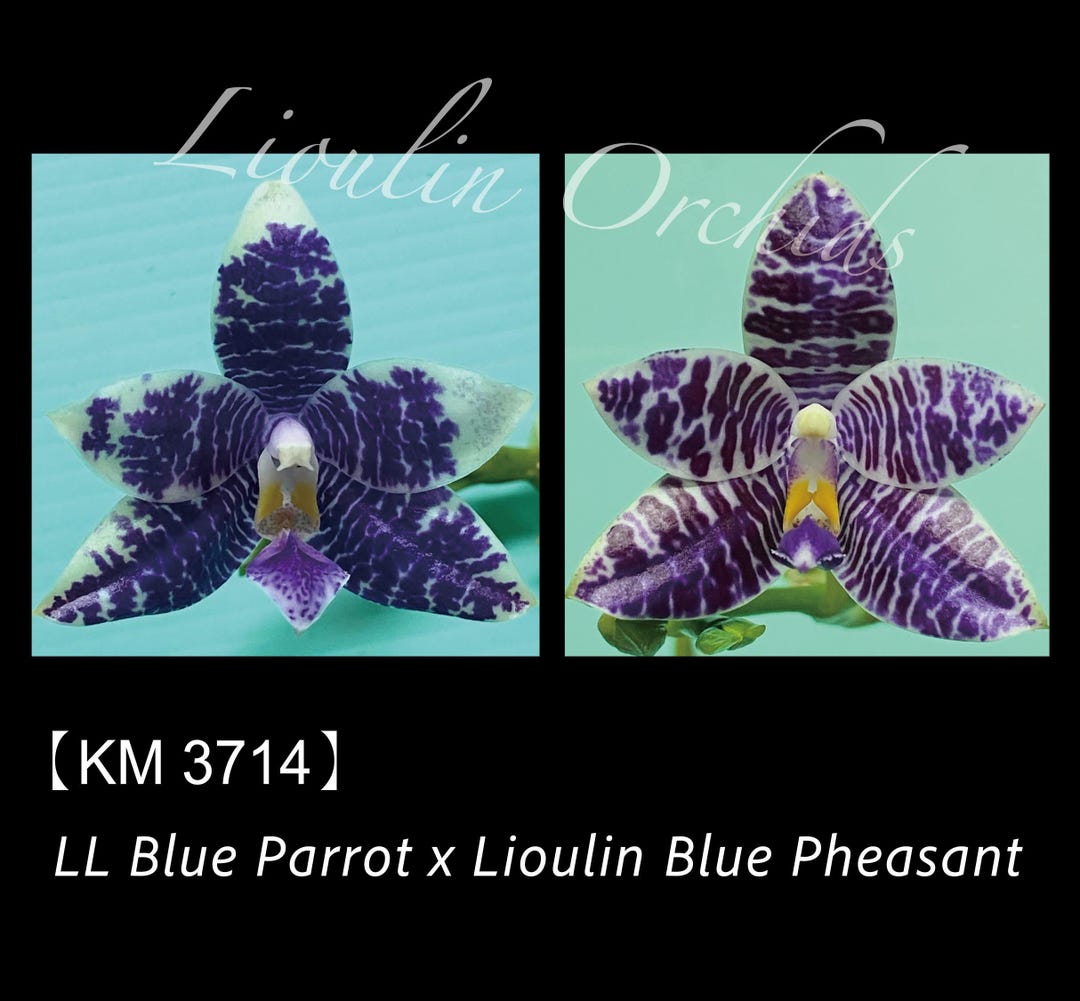 Phal. LL Blue Parrot X Phal. Lioulin Blue Pheasant - 1.7" Seed Grown - Etsy