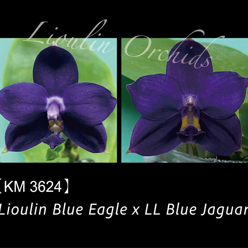 ArdentOrchids - Etsy