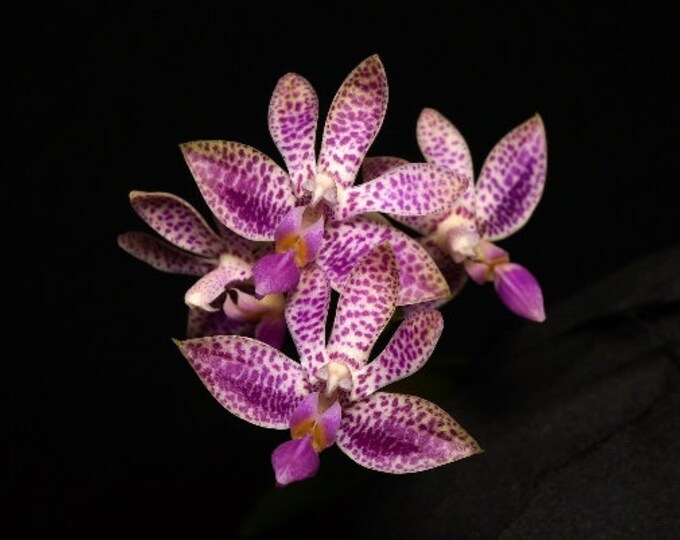 Phalaenopsis Alfinia Pink Leopard - Etsy