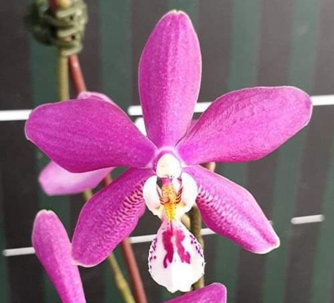 Phalaenopsis Bronze Maiden Mottled Leaves Primary Hybrid - Etsy