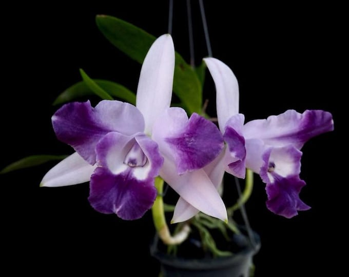 Cattleya Cariad's Mini Quinee 'angel Kiss' - Etsy