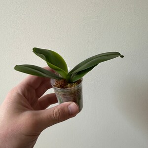 Phalaenopsis Tying Shin Golden Queen X Ld's Bear Queen 1.7 Small Plants ...