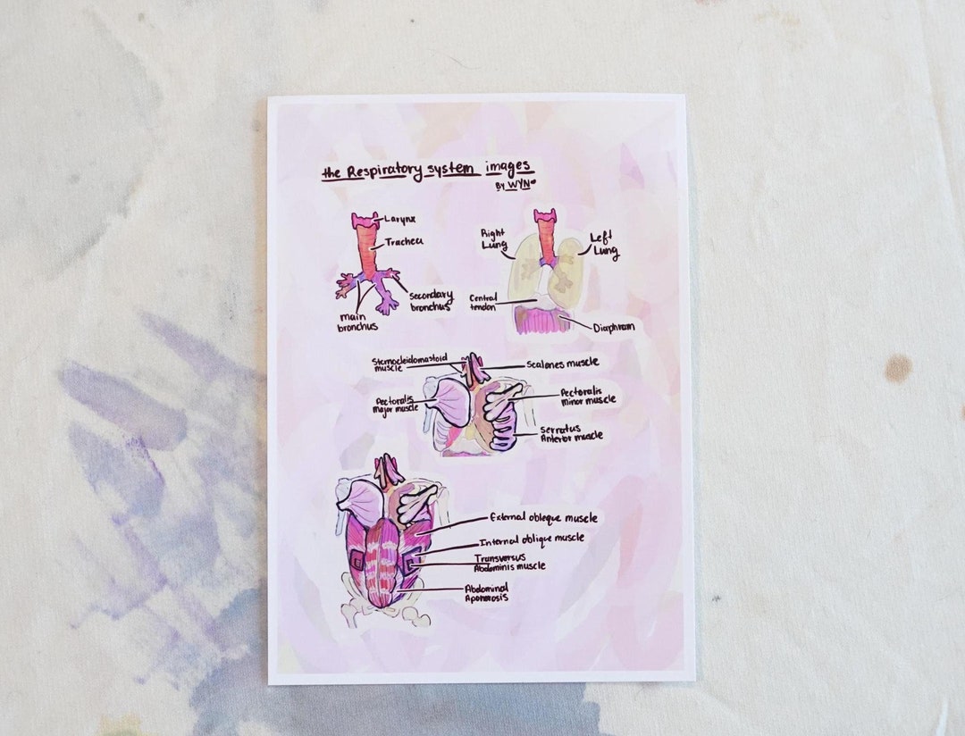 The Anatomical Respiratory System | Fine Art Anatomy Print for Wall Art ...