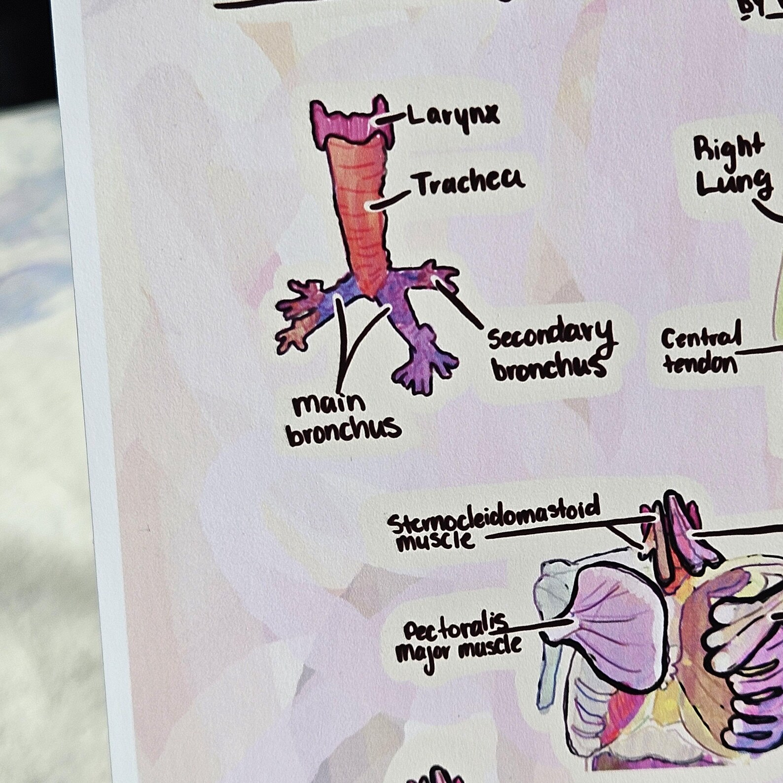 The Anatomical Respiratory System | Fine Art Anatomy Print for Wall Art ...