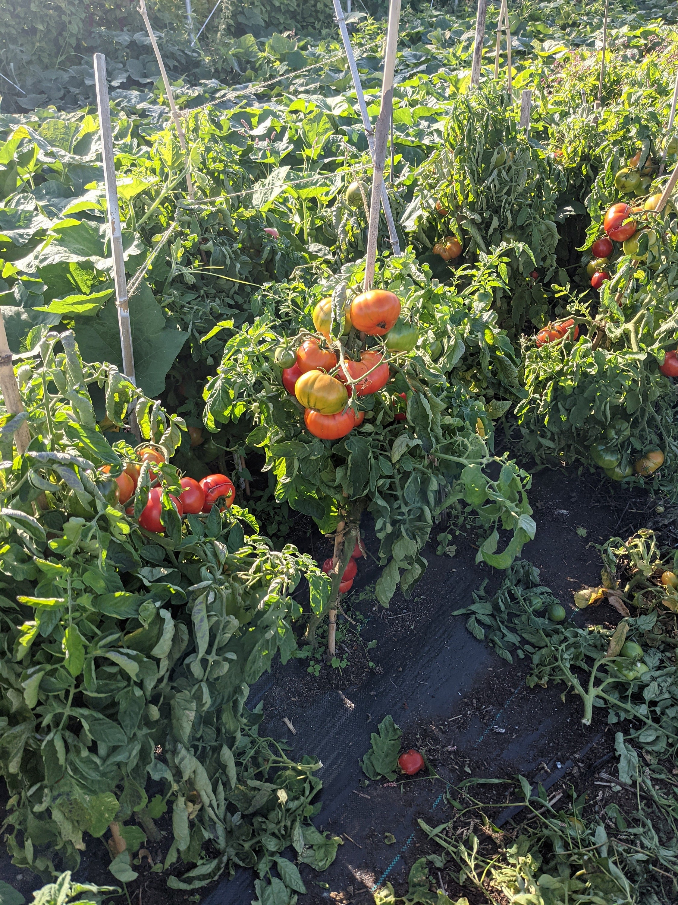 Oregon Spring Tomato Seeds - Etsy Canada