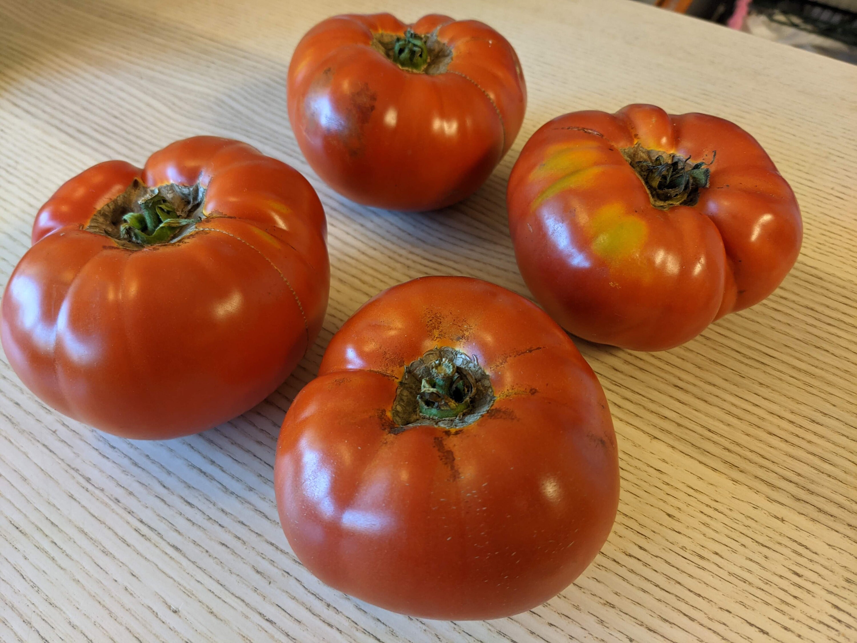 Oregon Spring Tomato Seeds - Etsy Canada